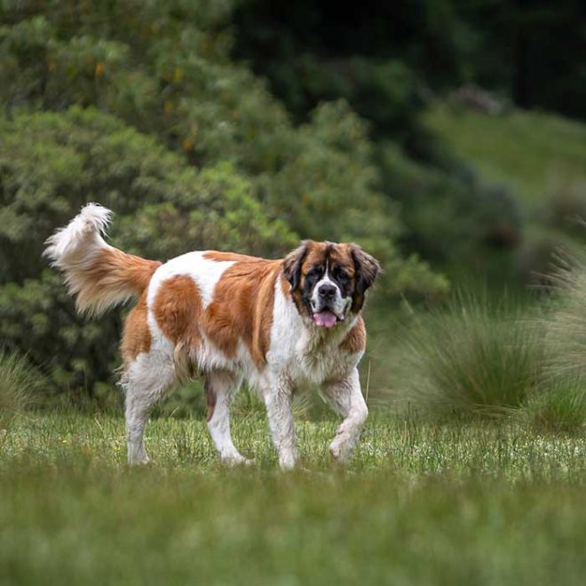 Bernhardiner - Geschichte, Charater & Wesen - Passion Hund