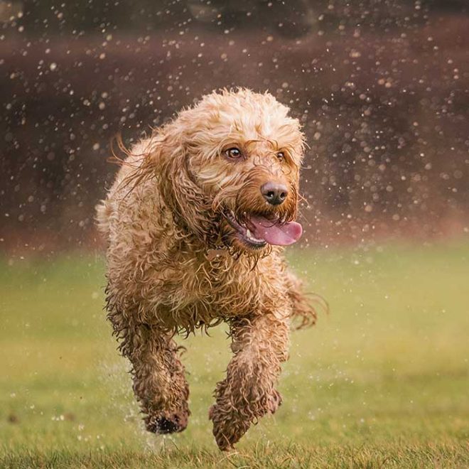 Cockapoo - Geschichte, Wesen & Charakter - Passion Hund