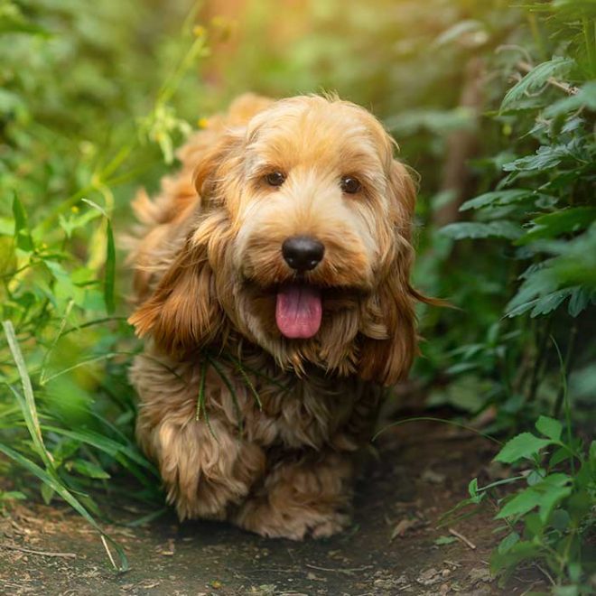 Cockapoo - Geschichte, Wesen & Charakter - Passion Hund